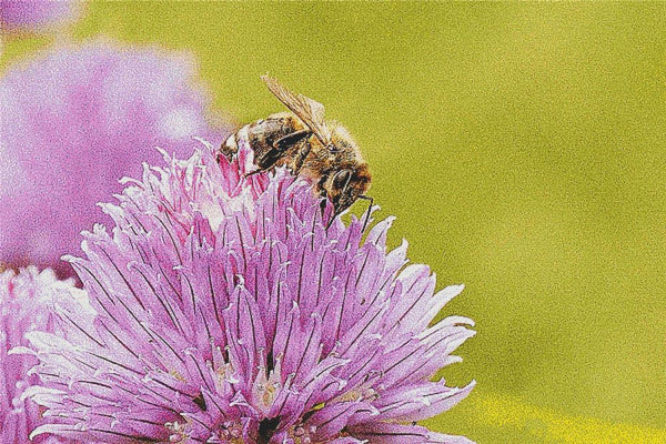 Pollination - X Squared Cross Stitch – Half Moon Stitchery
